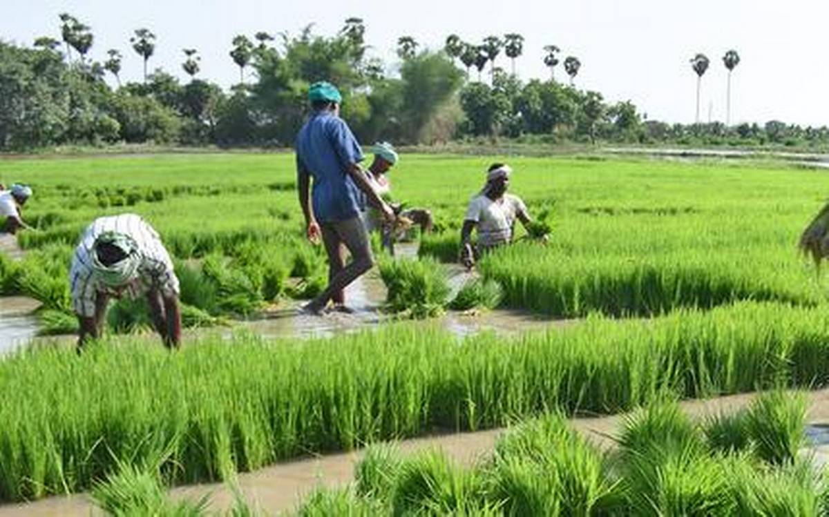 Protected Special Agricultural Zone In Tamil Nadu Farmers Interest Or